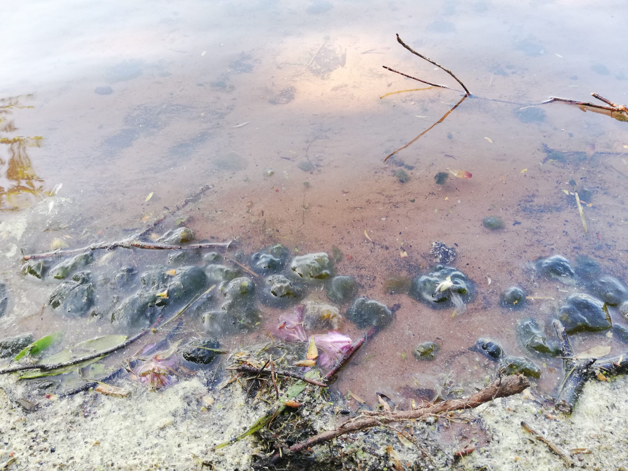 Green Blobs – Friends of Wollaton Park